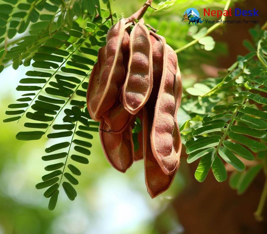 Shikakai : The Herbal Skin and Hair Tonic | Nepal Desk